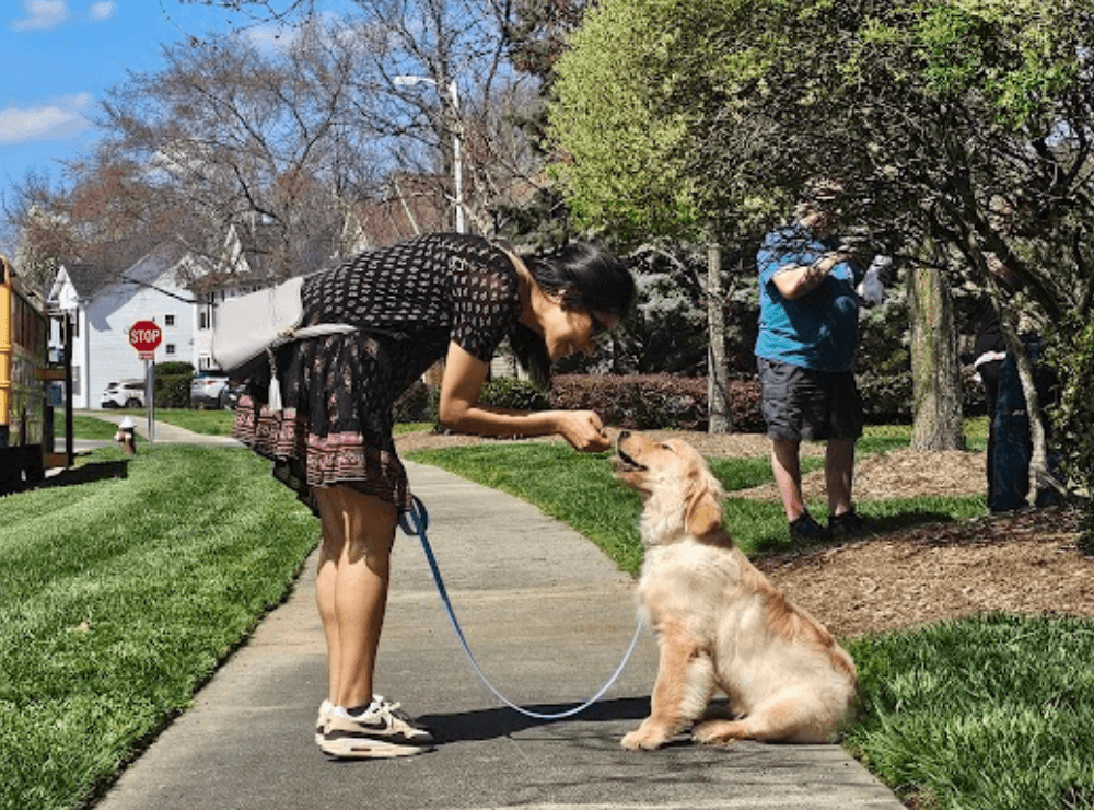 Certified Dog Training in Dubai | Canine Campus