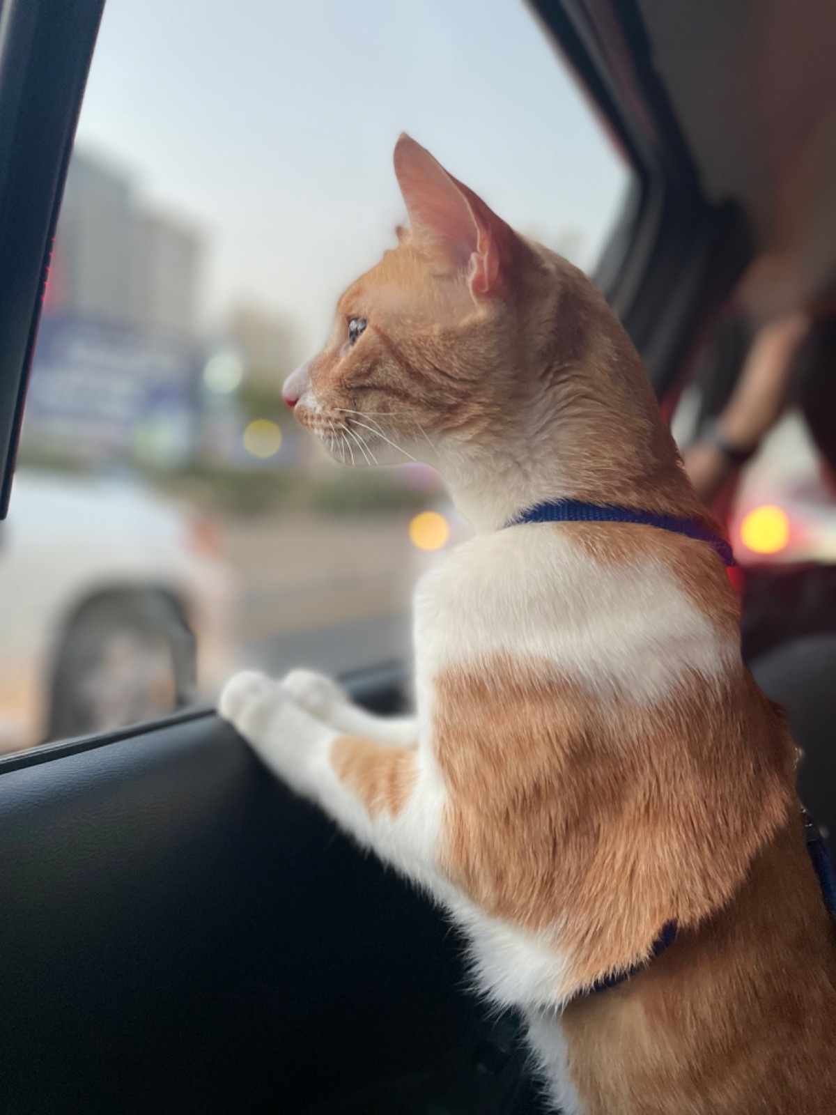Professional Cat Training Dubai | Canine Campus