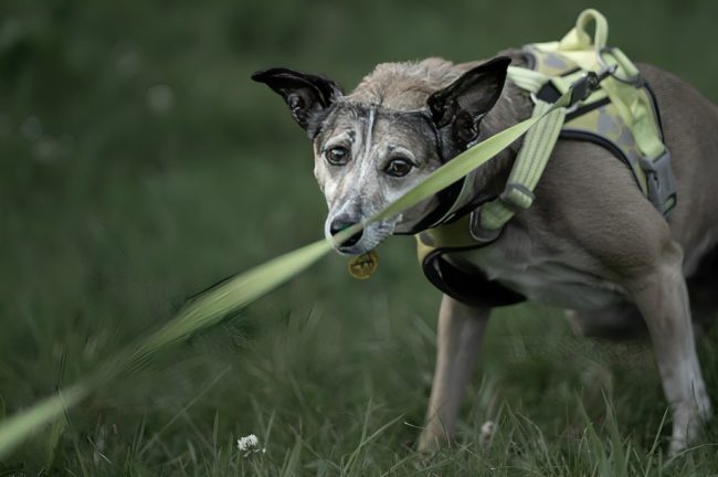 Dog Behavior Training Dubai | Obedience Experts